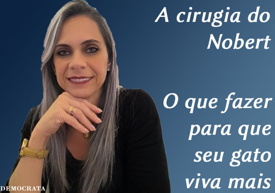 A cirurgia do Nobert e as dicas da Grasi